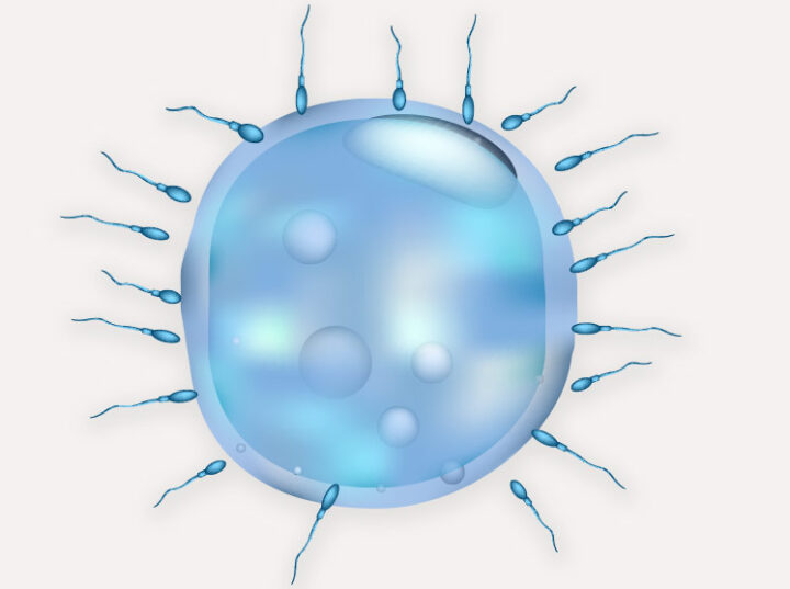 Künstliche Befruchtung (IVF / ICSI) – Kinderwunschzentrum Mainz